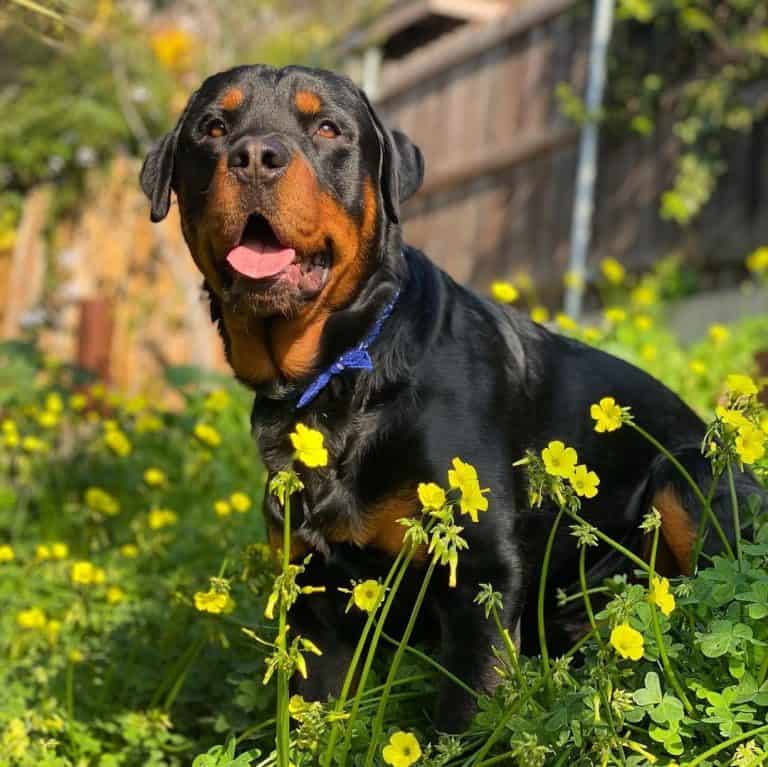 Rottweiler Growth and Weight Chart (Male and Female) – The Complete ...