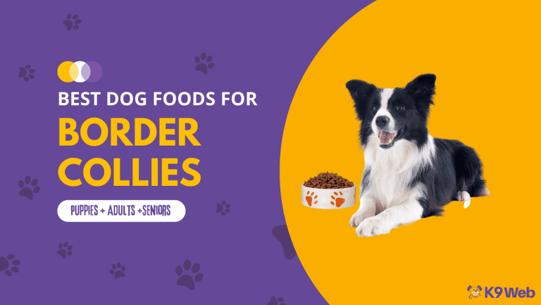 11 Best Dog Foods for Border Collies 2023 (Premium & Budget) - K9 Web