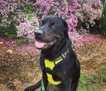 Rottweiler Colors: The Standard & Rare Rottie Coat Colors - K9 Web