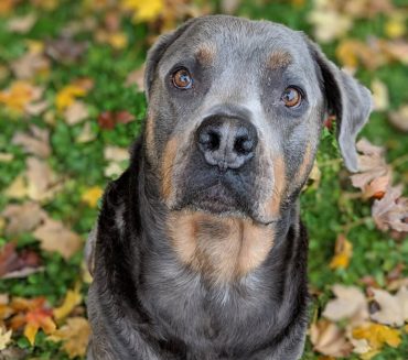 Rottweiler Colors: The Standard & Rare Rottie Coat Colors - K9 Web