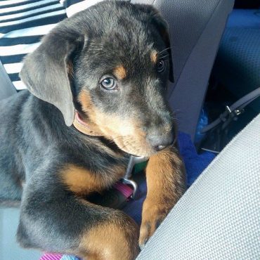 Rottweiler Colors: The Standard & Rare Rottie Coat Colors - K9 Web