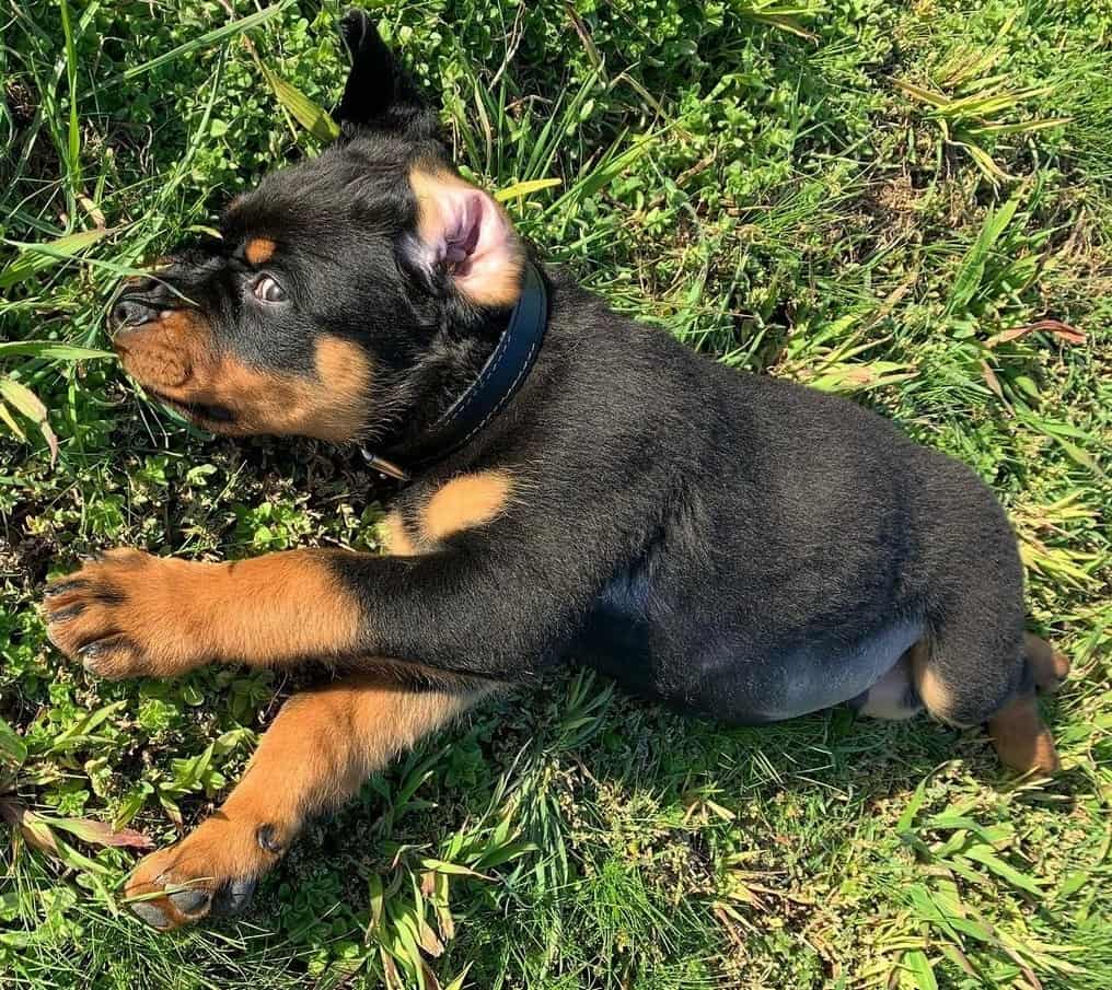 Rottweiler Tail Docking vs Natural Tail: Which One is Better For Your ...