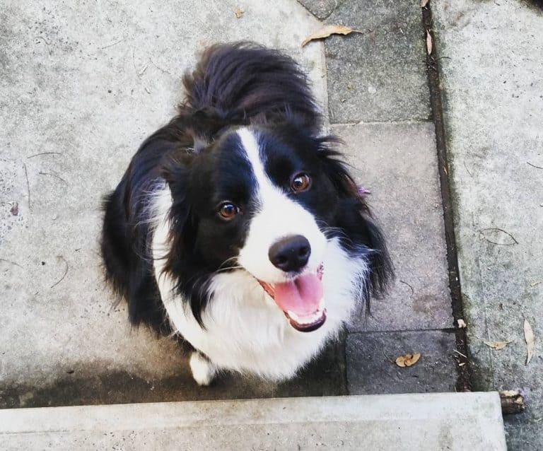 What is the Best Dog Food for Feeding Border Collies? - K9 Web