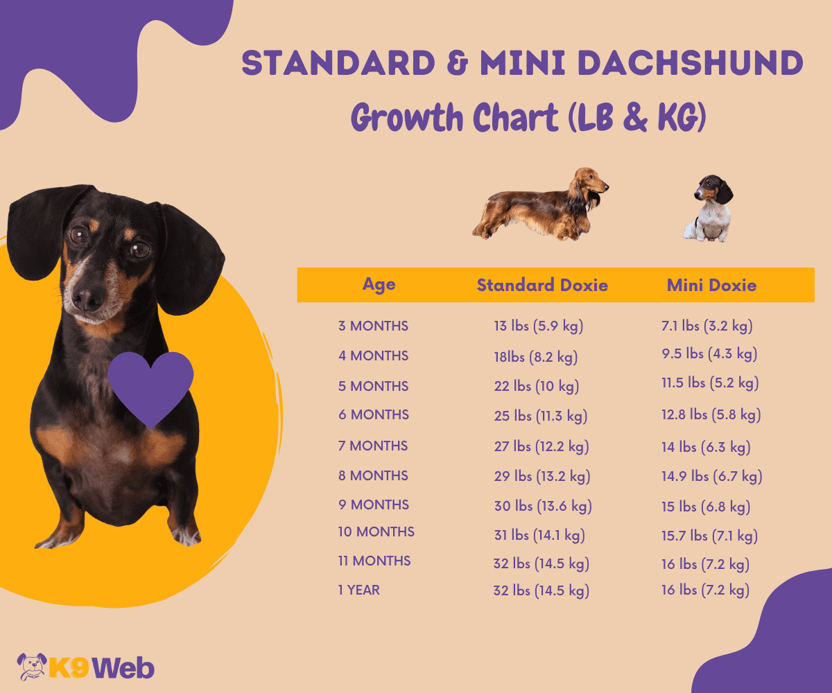 Dachshund Puppy Feeding Chart Portal posgradount edu pe