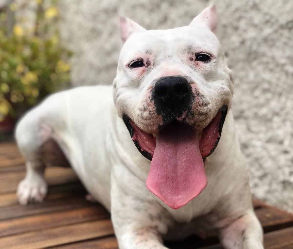 Dogo Argentino Dog Breed: Pictures, Colors, Bark, Characteristics, and ...