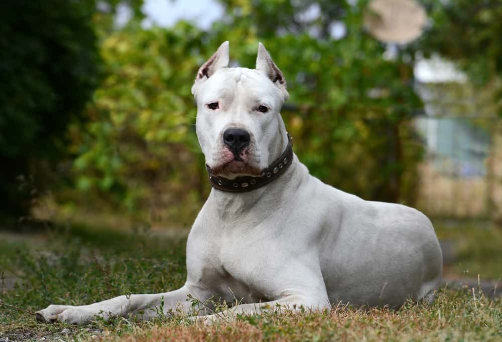 Dogo Argentino Dog Breed: Pictures, Colors, Bark, Characteristics, and ...