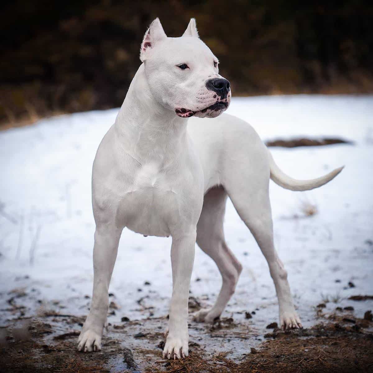 Dogo Argentino Dog Breed: Pictures, Colors, Bark, Characteristics, and ...