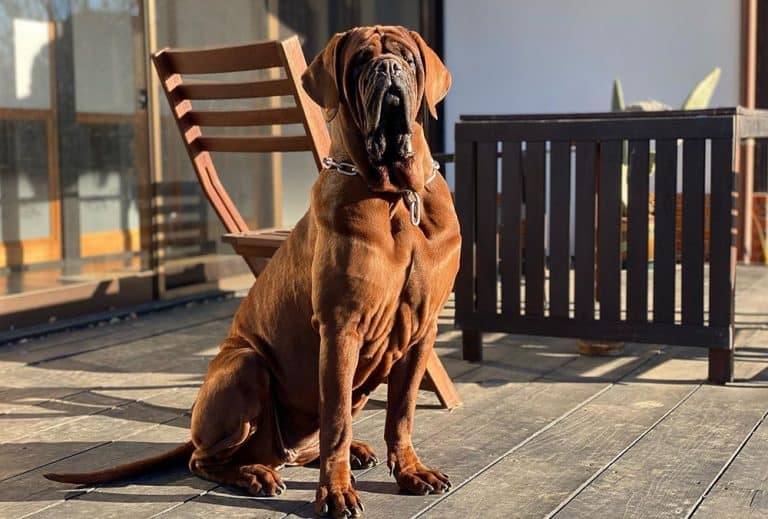 Types of Mastiffs: 23 Different Mastiff Dog Breeds - K9 Web