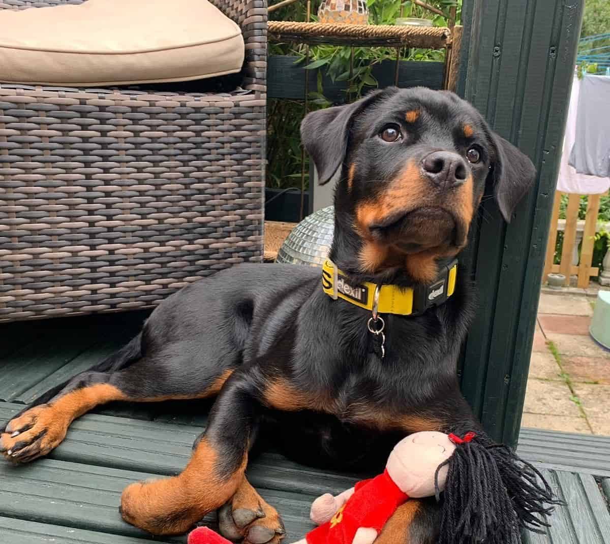 Rottweiler Growth and Weight Chart (Male and Female) – The Complete ...