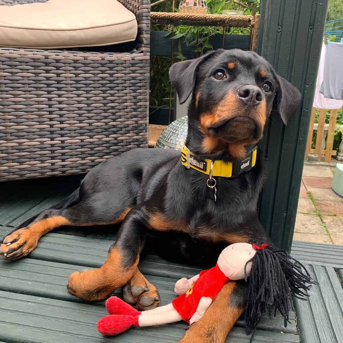 Rottweiler Growth and Weight Chart (Male and Female) – The Complete ...