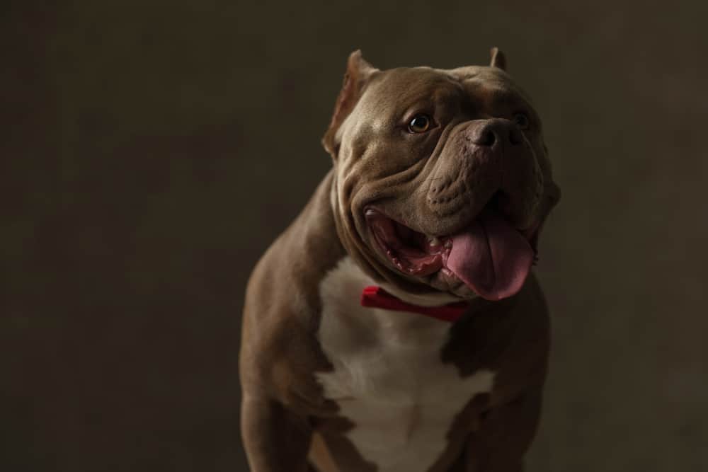 American Bully Growth and Weight Chart (Male & Female) - K9 Web