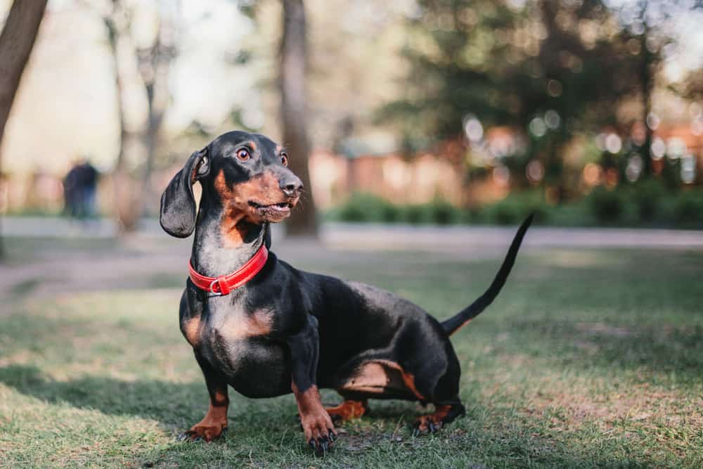 Dachshund Price: How Much is a Doxie Dog? - K9 Web