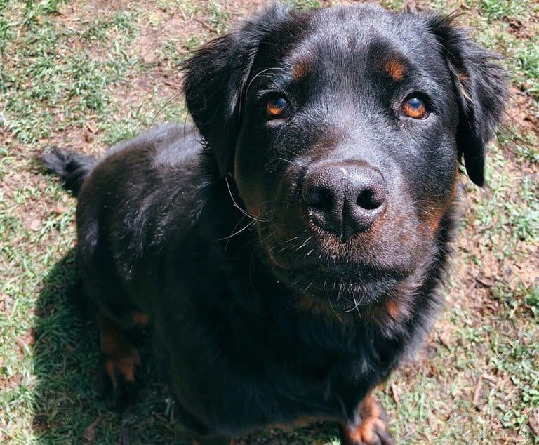 Types of Rottweilers: 3 Different Types of Rottie Dogs - K9 Web