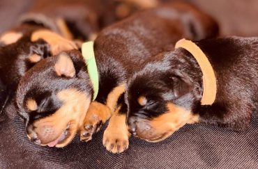 Rottweiler Tail Docking vs Natural Tail: Which One is Better For Your ...