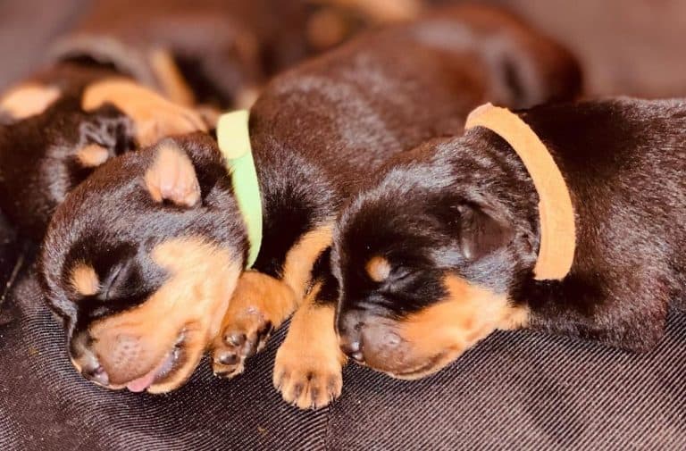 Rottweiler Tail Docking vs Natural Tail: Which One is Better For Your ...