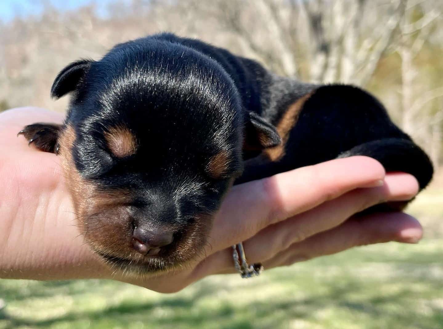 Rottweiler Growth and Weight Chart (Male and Female) – The Complete ...