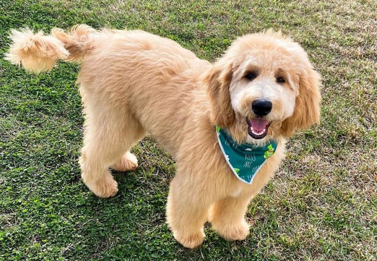 22 Adorable Goldendoodle Haircuts To Try on Your Curly-Haired Pet - K9 Web