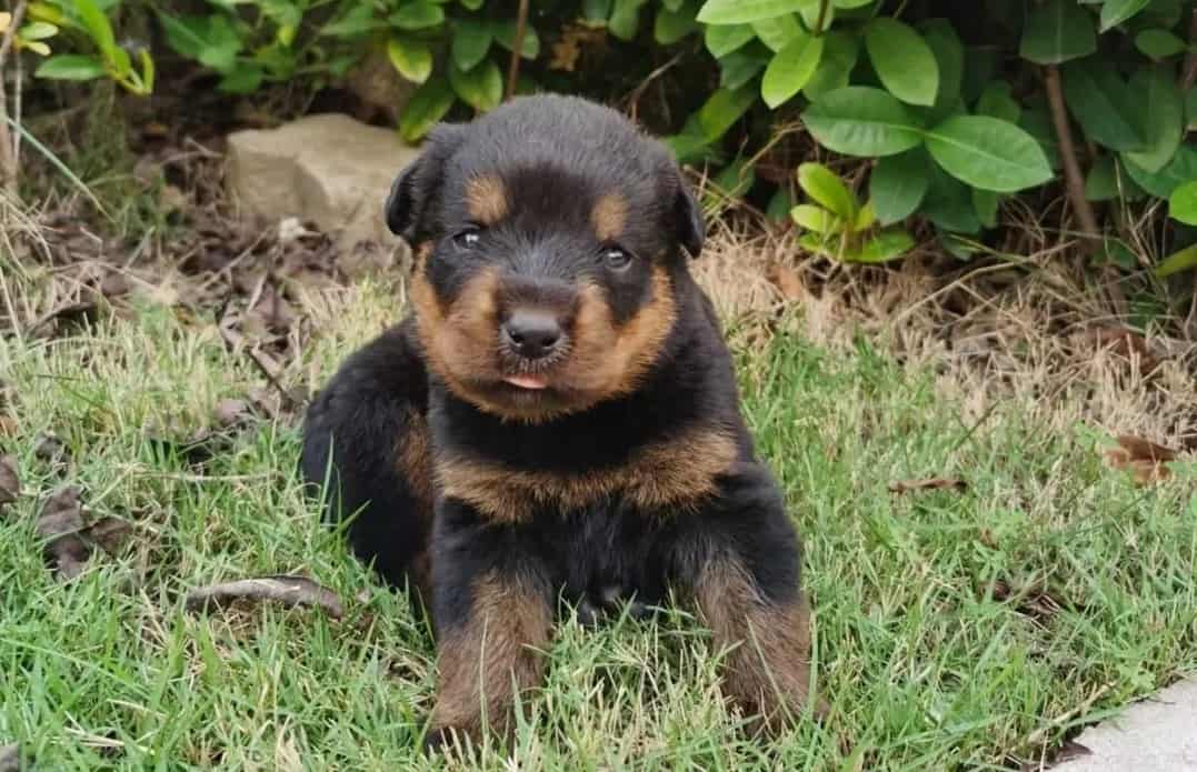 Rottweiler Growth and Weight Chart (Male and Female) – The Complete ...