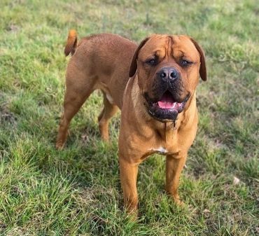 Rottweiler Colors: The Standard & Rare Rottie Coat Colors - K9 Web