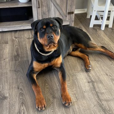 Rottweiler Growth and Weight Chart (Male and Female) – The Complete ...
