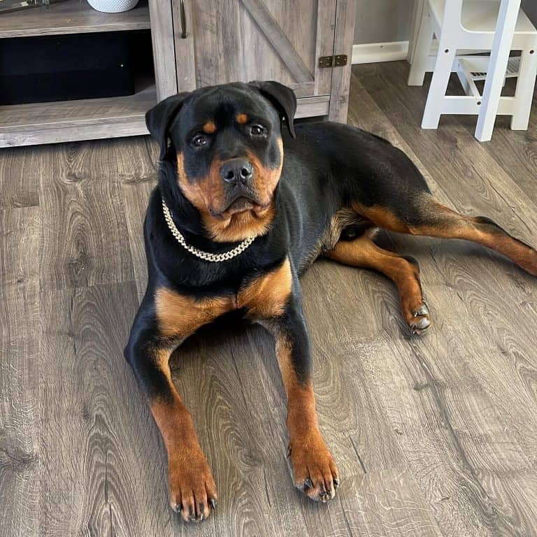Rottweiler Growth and Weight Chart (Male and Female) – The Complete ...