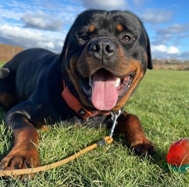 Rottweiler Growth and Weight Chart (Male and Female) – The Complete ...
