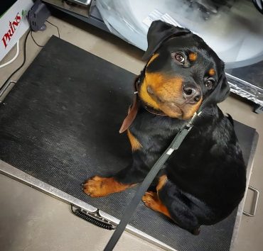 Rottweiler Growth and Weight Chart (Male and Female) – The Complete ...