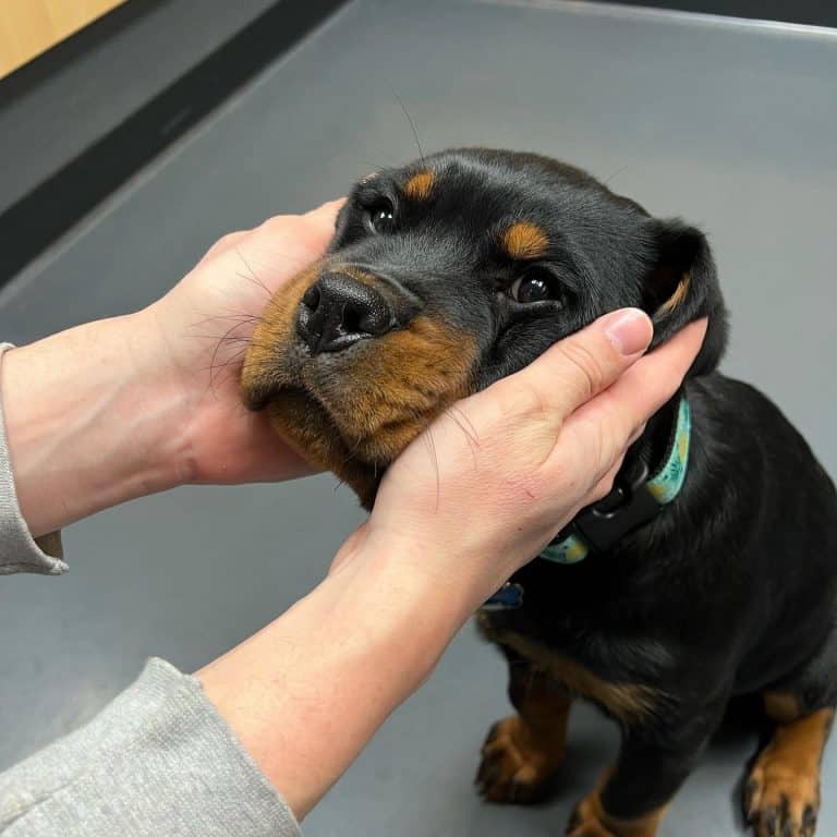 Rottweiler Growth and Weight Chart (Male and Female) – The Complete ...