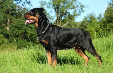 Rottweiler Tail Docking vs Natural Tail: Which One is Better For Your ...