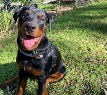 Rottweiler Growth and Weight Chart (Male and Female) – The Complete ...