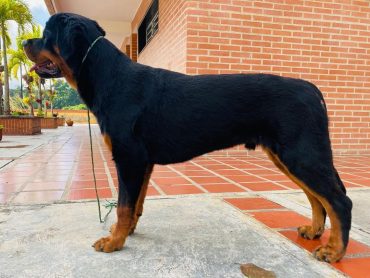Rottweiler Tail Docking vs Natural Tail: Which One is Better For Your ...