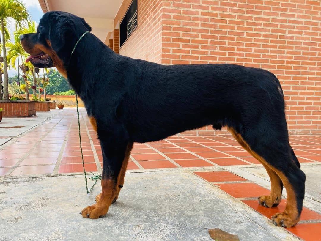 Rottweiler Tail Docking vs Natural Tail: Which One is Better For Your ...