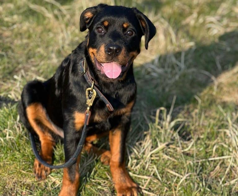 Rottweiler Price: How Much Will You Pay for a Rottie Puppy? - K9 Web