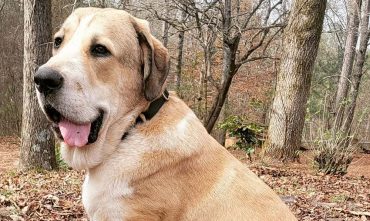 Types of Mastiffs: 23 Different Mastiff Dog Breeds - K9 Web