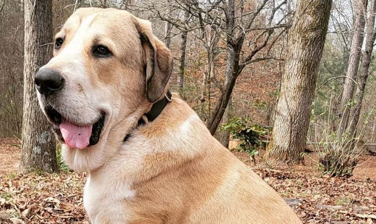 Types of Mastiffs: 23 Different Mastiff Dog Breeds - K9 Web