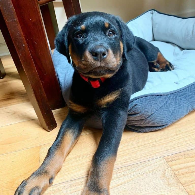 Rottweiler Growth and Weight Chart (Male and Female) – The Complete ...