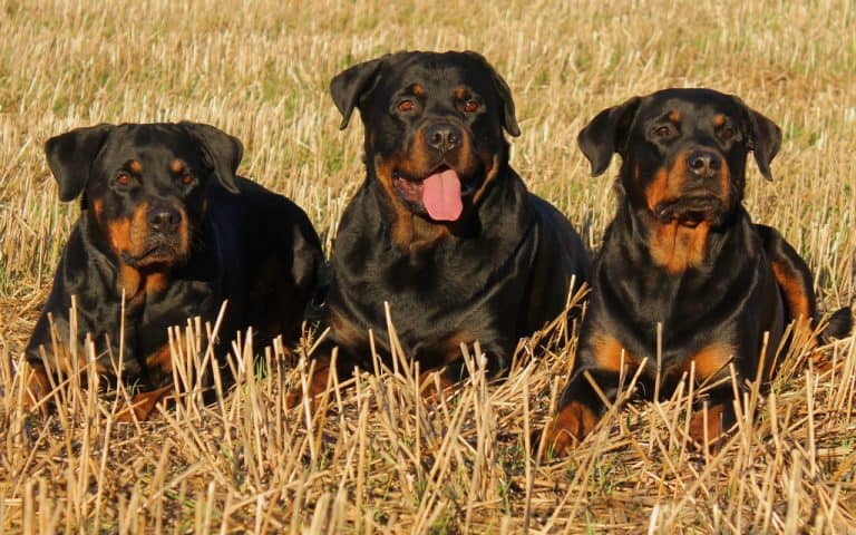 Rottweiler Colors: The Standard & Rare Rottie Coat Colors - K9 Web
