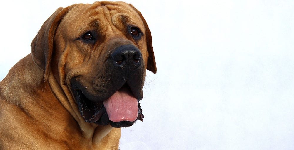 Types of Mastiffs: 23 Different Mastiff Dog Breeds - K9 Web