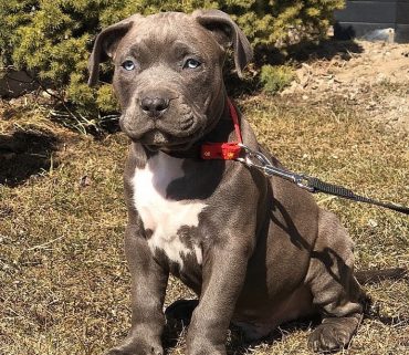 American Bully Growth and Weight Chart (Male & Female) - K9 Web