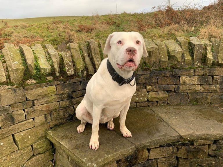 Rottweiler Colors: The Standard & Rare Rottie Coat Colors - K9 Web