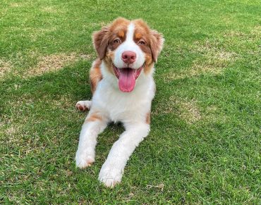 Australian Shepherd Growth Chart (Standard & Mini Aussie) – The ...