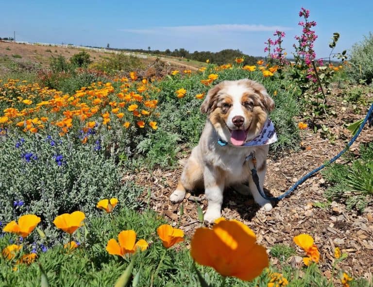 Australian Shepherd Growth and Weight Chart (Standard & Mini) – The ...