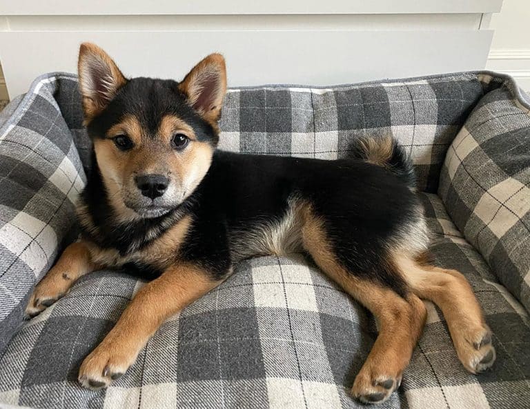 Shiba Inu Colors: The Standard & Rare Shiba Dog Coat Colors - K9 Web