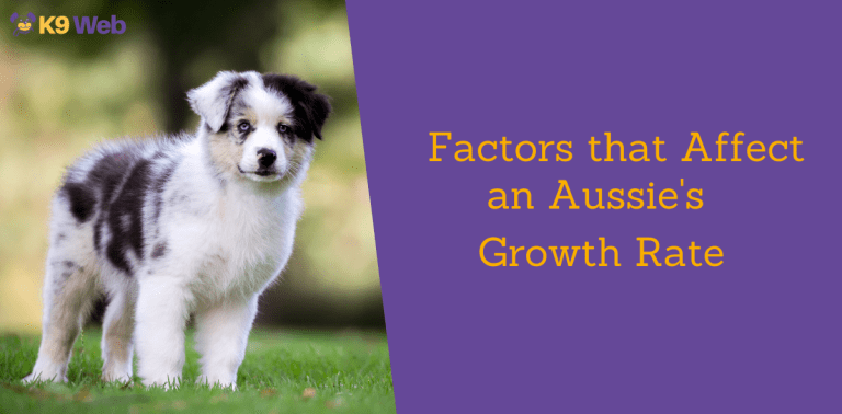 Australian Shepherd Growth Chart (Standard & Mini Aussie) – The ...