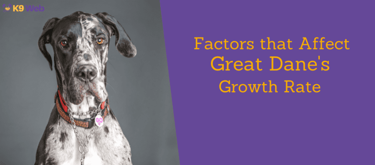 Great Dane Growth and Weight Chart (Male & Female) – The Complete Guide ...