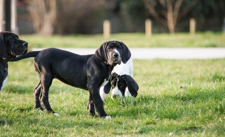 Great Dane Growth and Weight Chart (Male & Female) – The Complete Guide ...