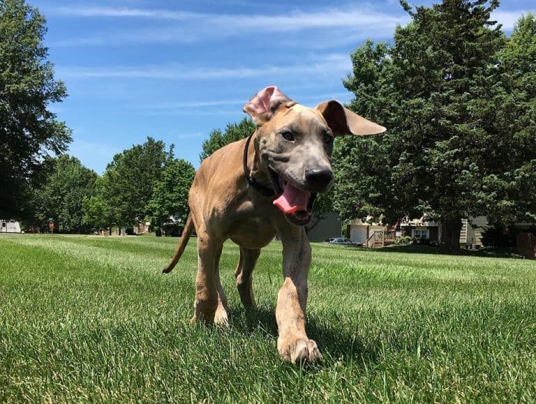 Great Dane Growth and Weight Chart (Male & Female) – The Complete Guide ...