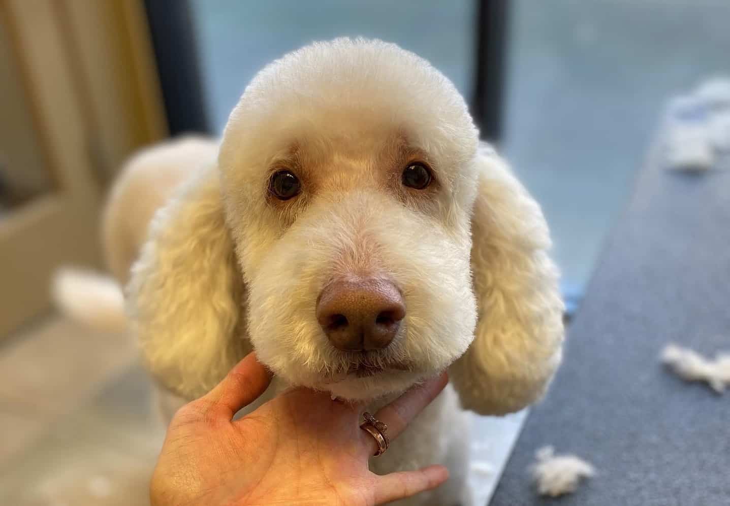 9 Labradoodle Haircuts: Which Hairstyle is Best for Your Pet? - K9 Web