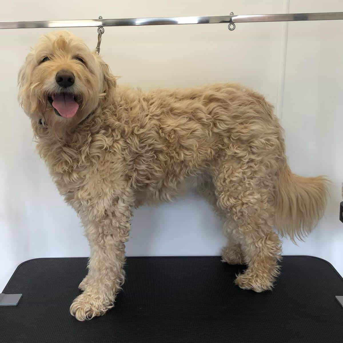 9 Labradoodle Haircuts: Which Hairstyle is Best for Your Pet? - K9 Web