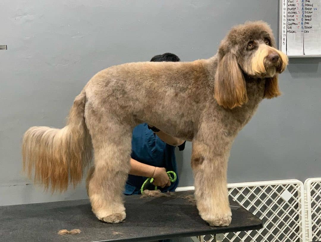 9 Labradoodle Haircuts: Which Hairstyle is Best for Your Pet? - K9 Web